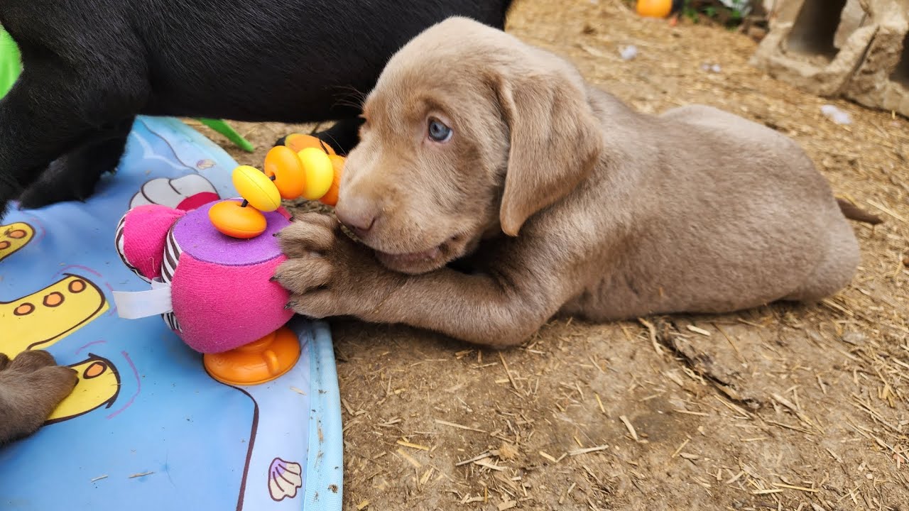 super cute labrador puppies playing in the grass - YouTube