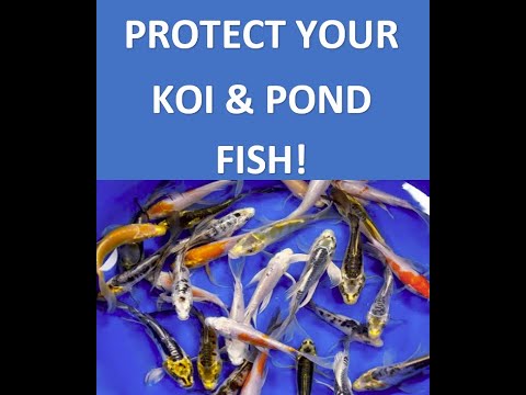 Protect your Koi & Pond Fish from Predators - YouTube