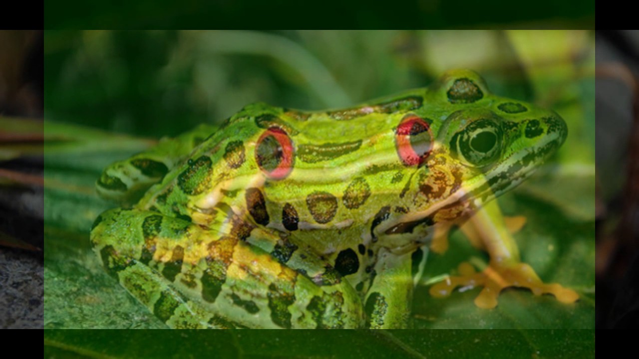 Frog Nation (Part 2) - YouTube