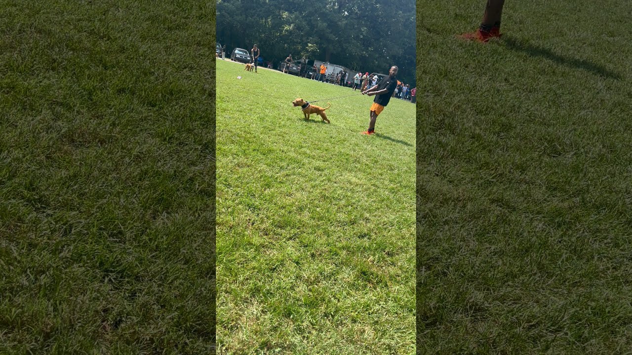 2024 Tom Garner’s Pig Pickin’ Best Puppy APBT Conformation Show - YouTube