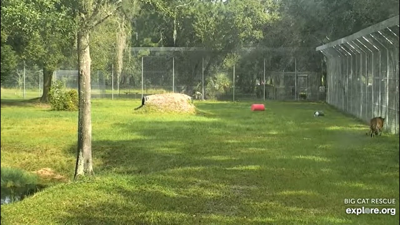 Hey ! wait for me ! Simba tiger at Big Cat Rescue in Tampa Florida ...