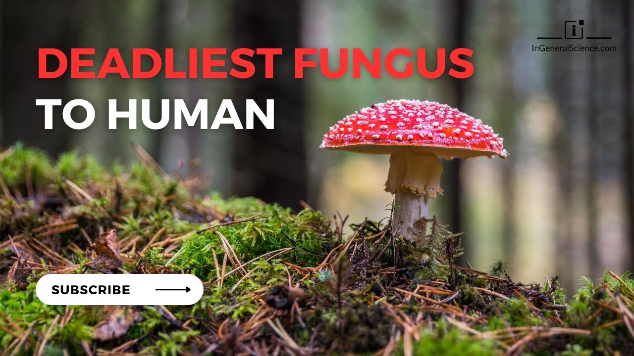 Deadliest Fungus To Human | InGeneralScience - YouTube