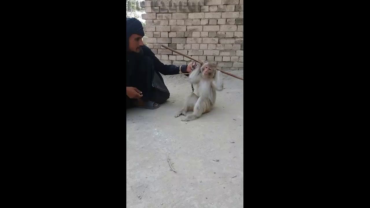 Monkey stunts most joyfull and crazy try not to lough 😆😄😄😆😆😅😅😅 - YouTube