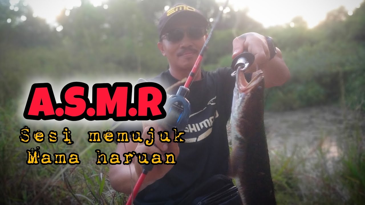A.S.M.R Sesi memujuk mama haruan - YouTube