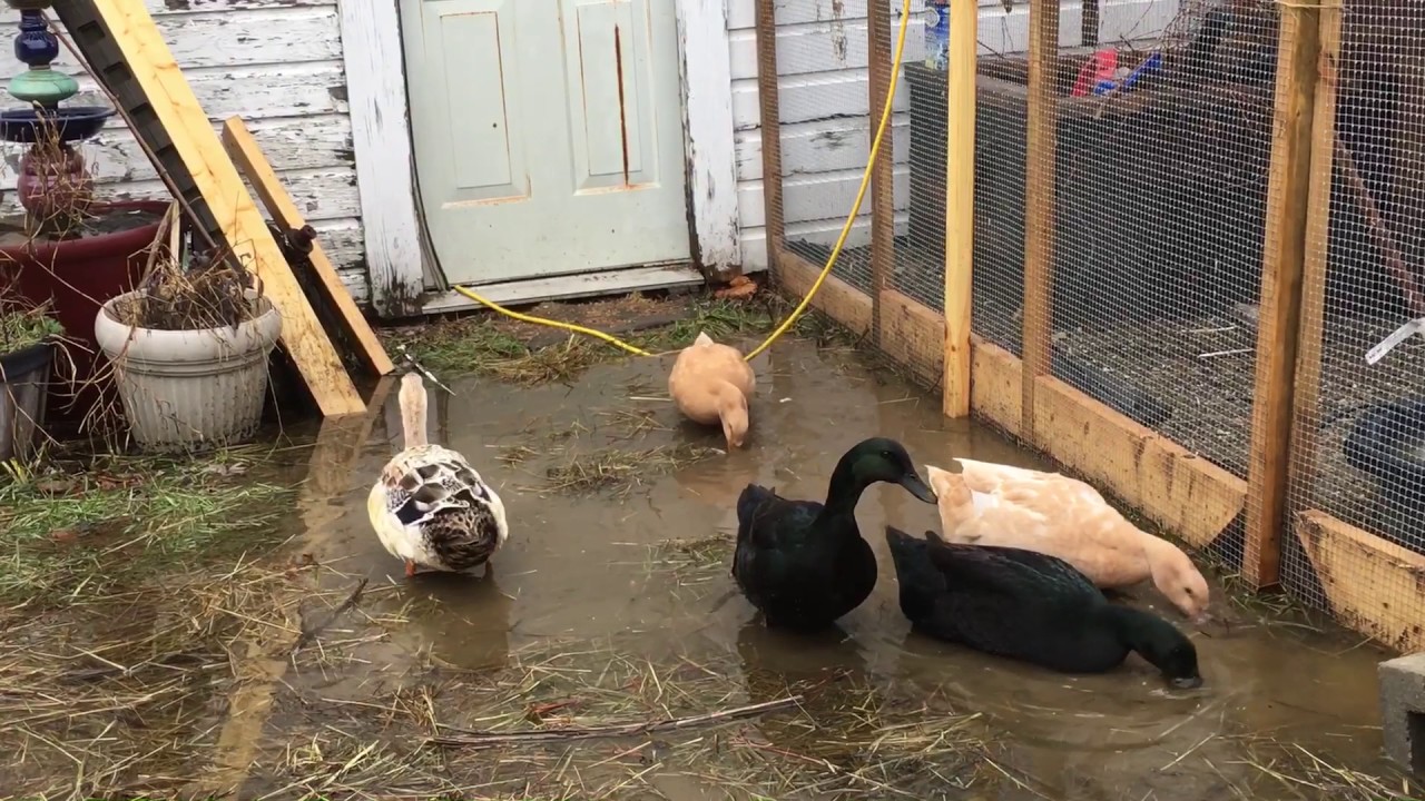 Ducks Playing in Puddle - YouTube