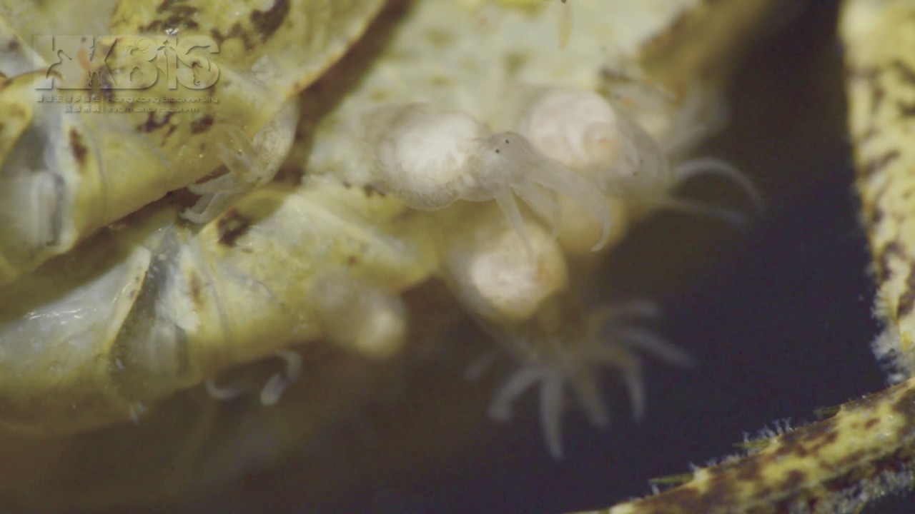 切頭渦蟲 Flat Worm (Temnocephala sp.) - YouTube
