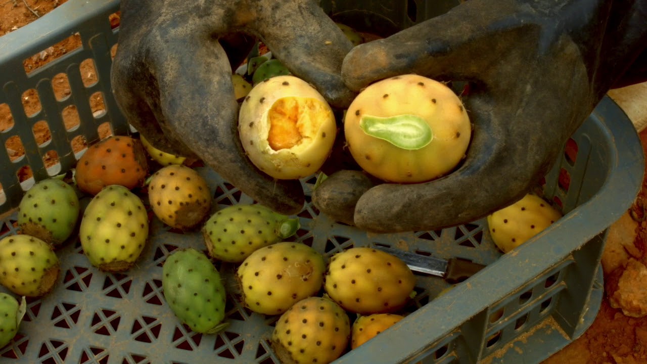 MASTER DERIJA WEB BPA PAMPAT ECLAIRCISSAGE ET RECOLTE - YouTube