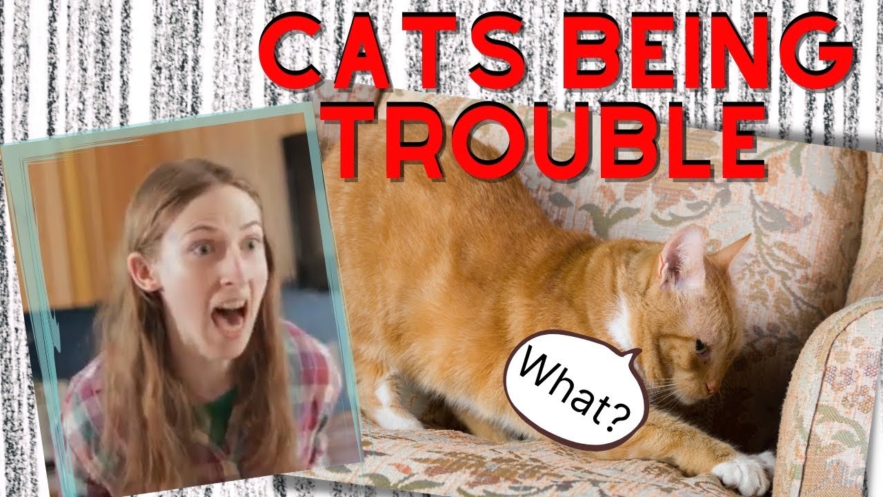 Cats Being Trouble- Comedy short film - YouTube