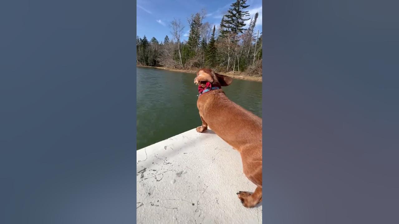 Buddy living his best life ️🦞 - YouTube