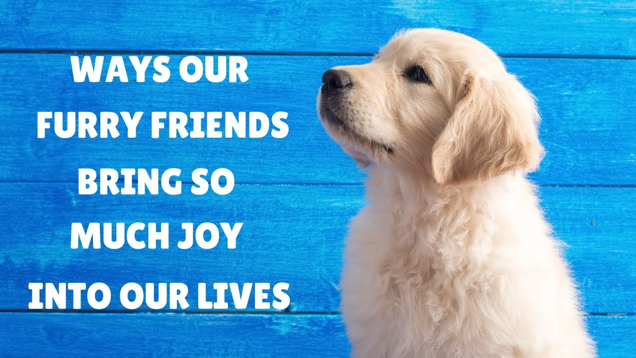 Ways Our Furry Friends Bring So Much Love Into Our Lives! - YouTube
