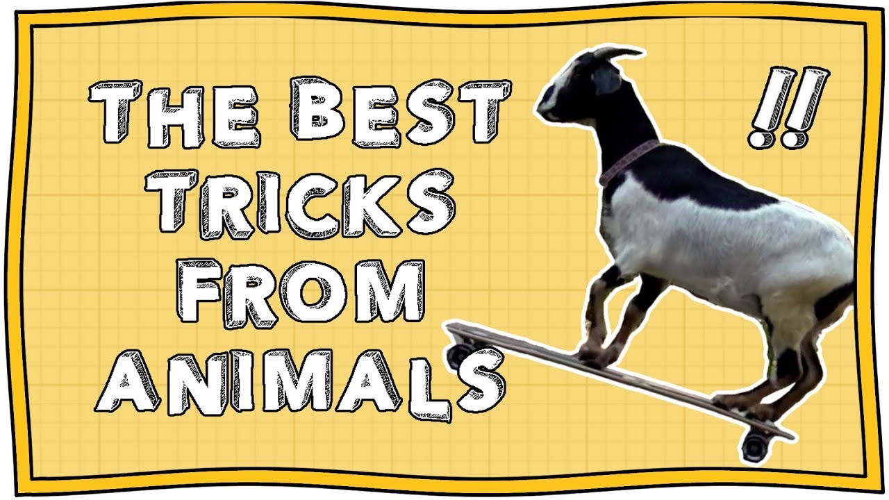 The Best Tricks From Animals | Officially Amazing | Nugget - YouTube