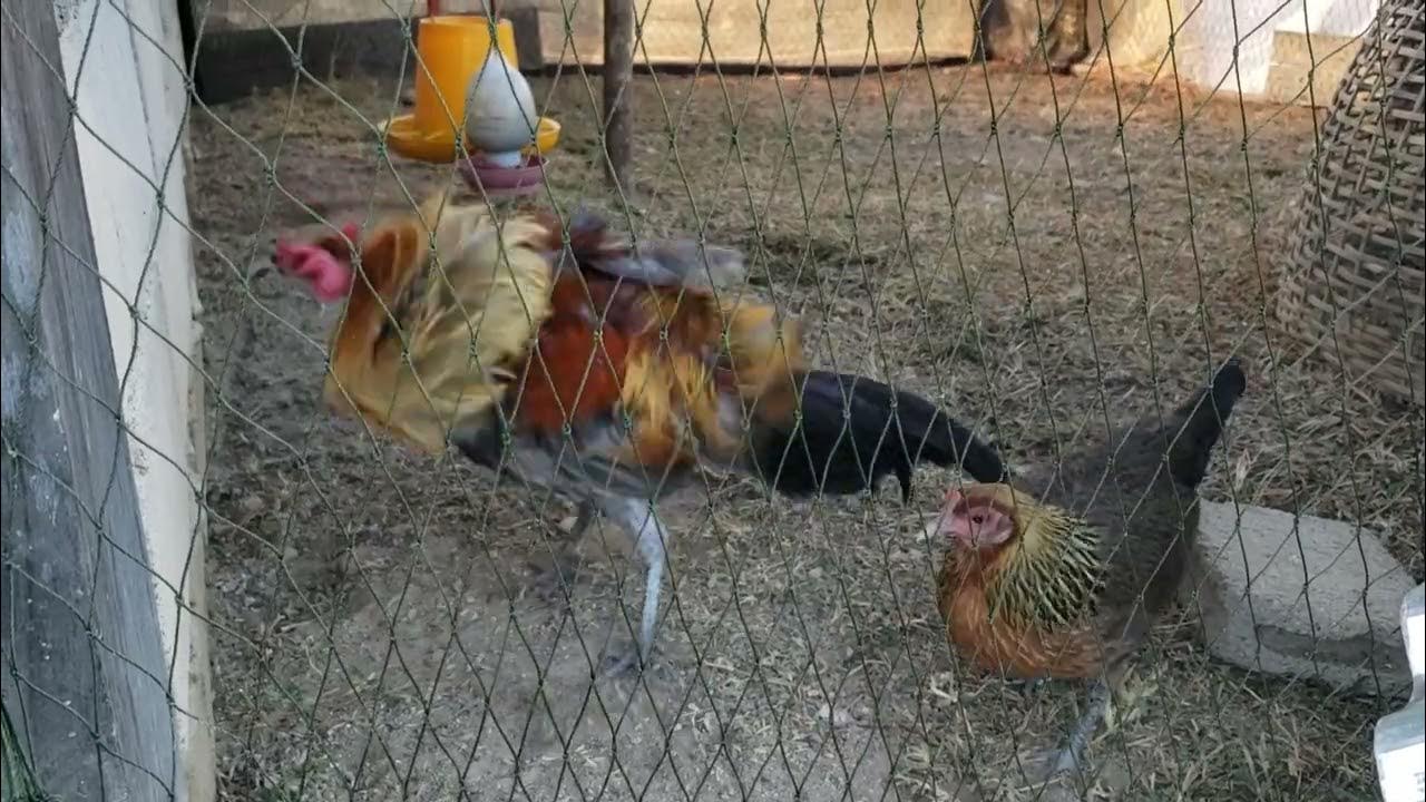 coj peb lo saib kv tu f1 ua si - YouTube