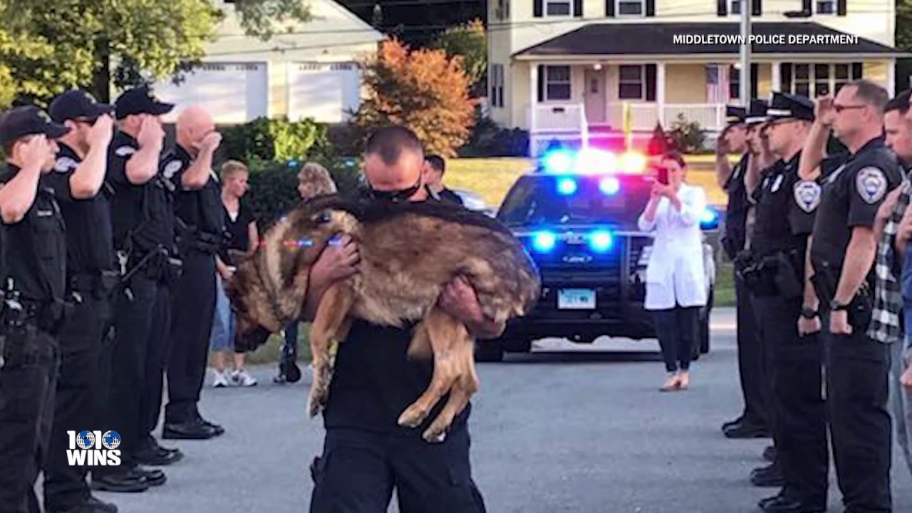 Dying K9 Officer With Liver Cancer Gets Final Salute By Police ...
