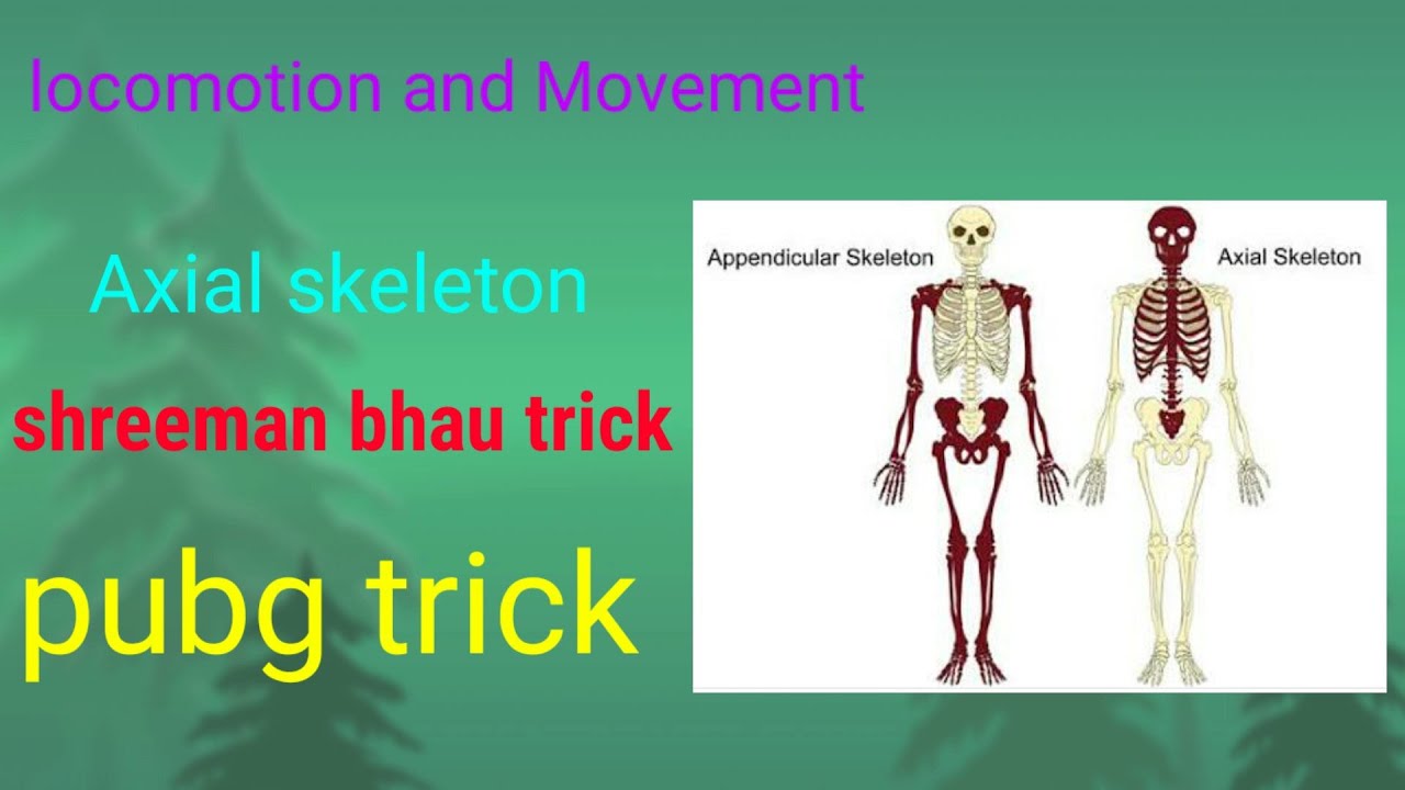 Locomotion and movement (axial skeleton) - YouTube