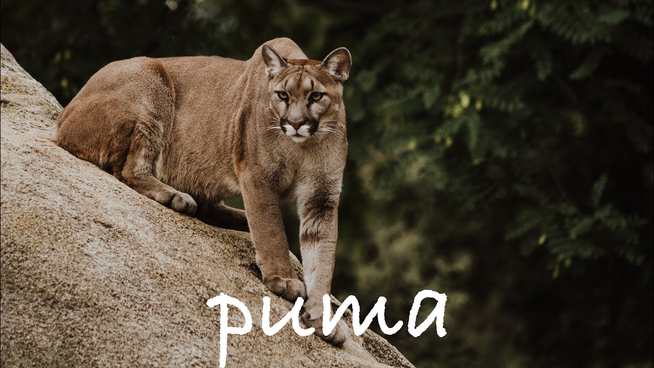 Puma Sound - YouTube