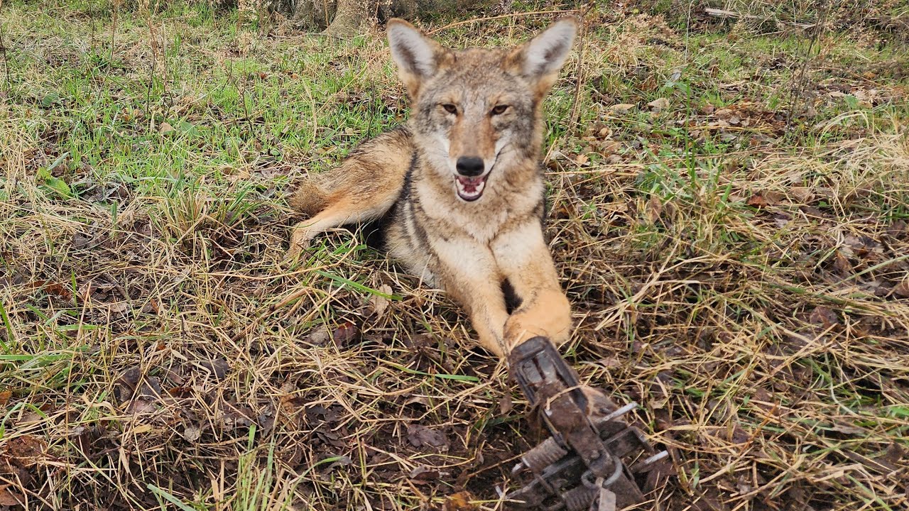 Trap Shack Live | Skinning | 1000 Subs Celebration!!!🔥🐺 - YouTube