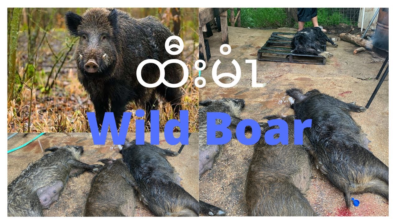 Cleaning Wild Boar 🐗 |ကူးအီၣ်ကါအီၣ်ထီးမံၤညၣ် - YouTube