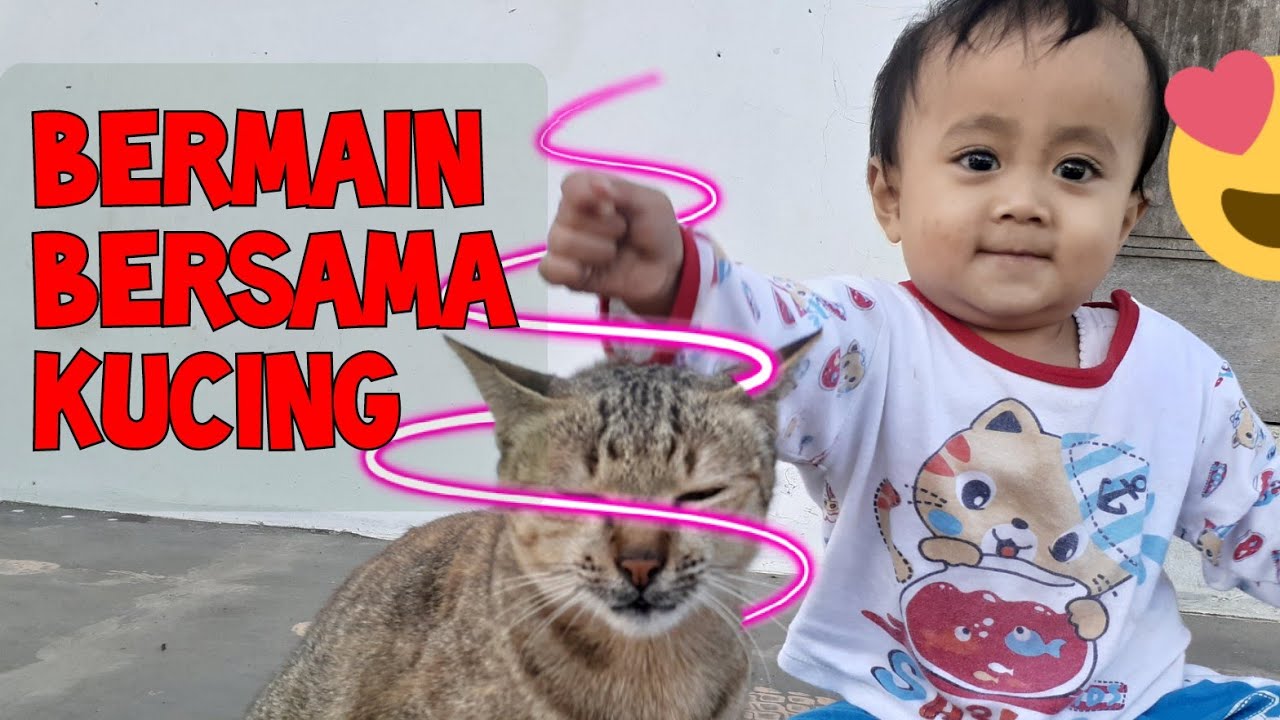 Bermain Bersama Kucing - YouTube