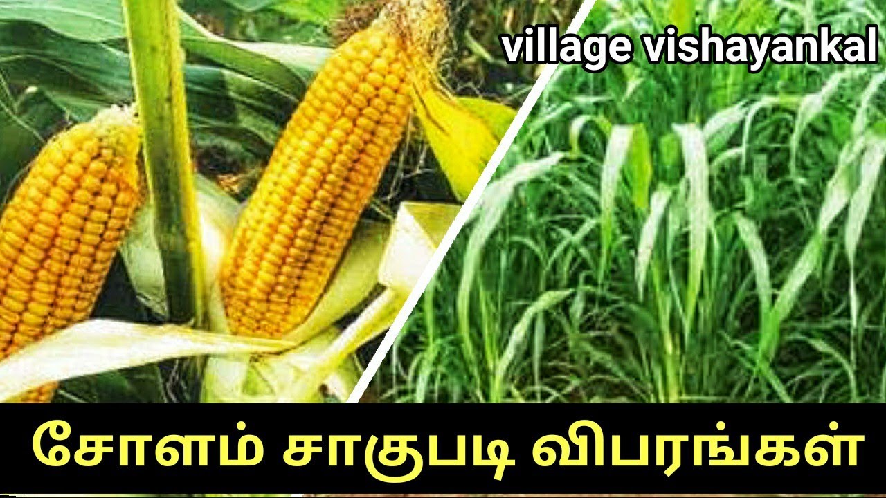 Maize Sowing | Makka Solam Valarpu | Nattu Solam | Irukku Solam ...