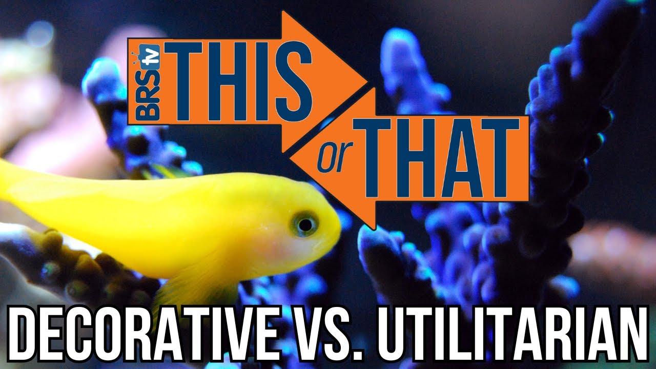 Decorative vs Utilitarian Fish: What's the Difference? - YouTube