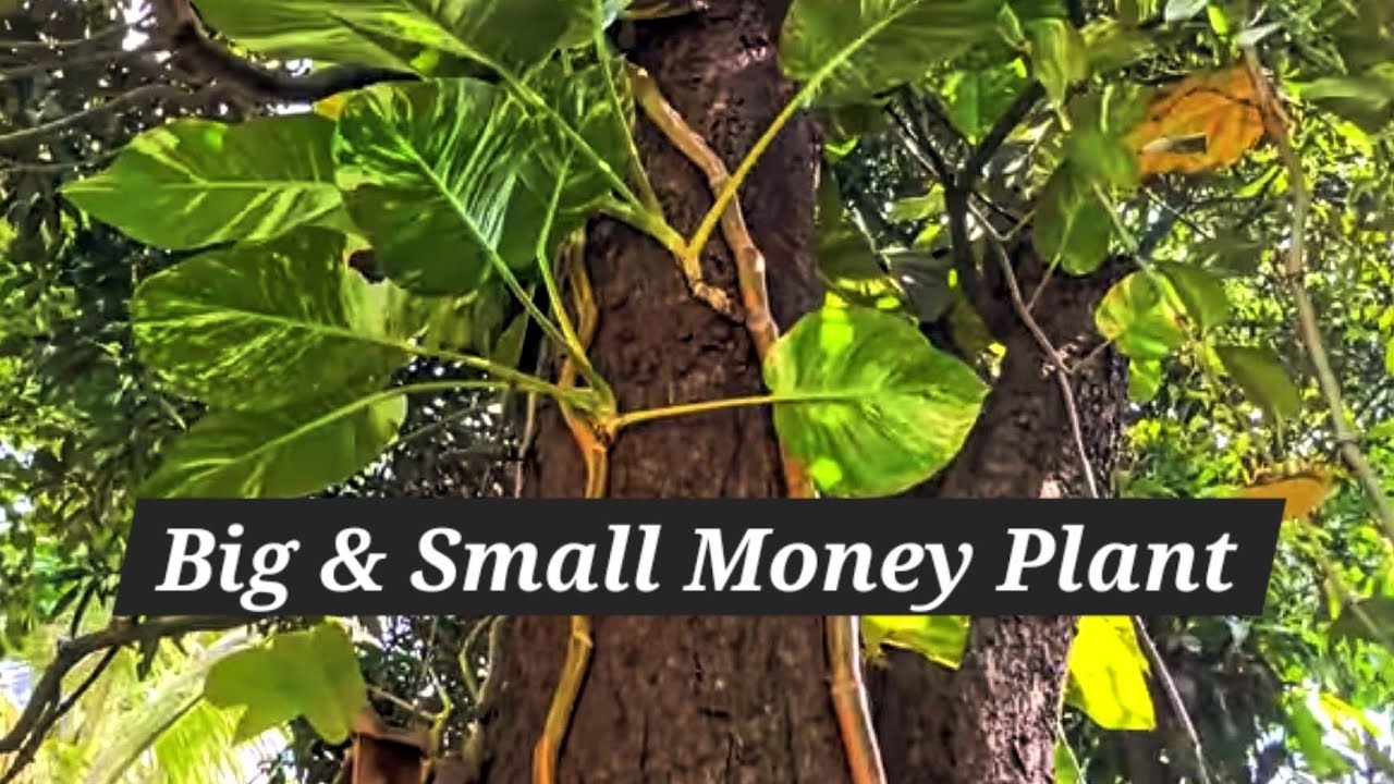 Small Leaf vs Big Leaf Money Plant 🌿 | Real Reason Revealed! - YouTube