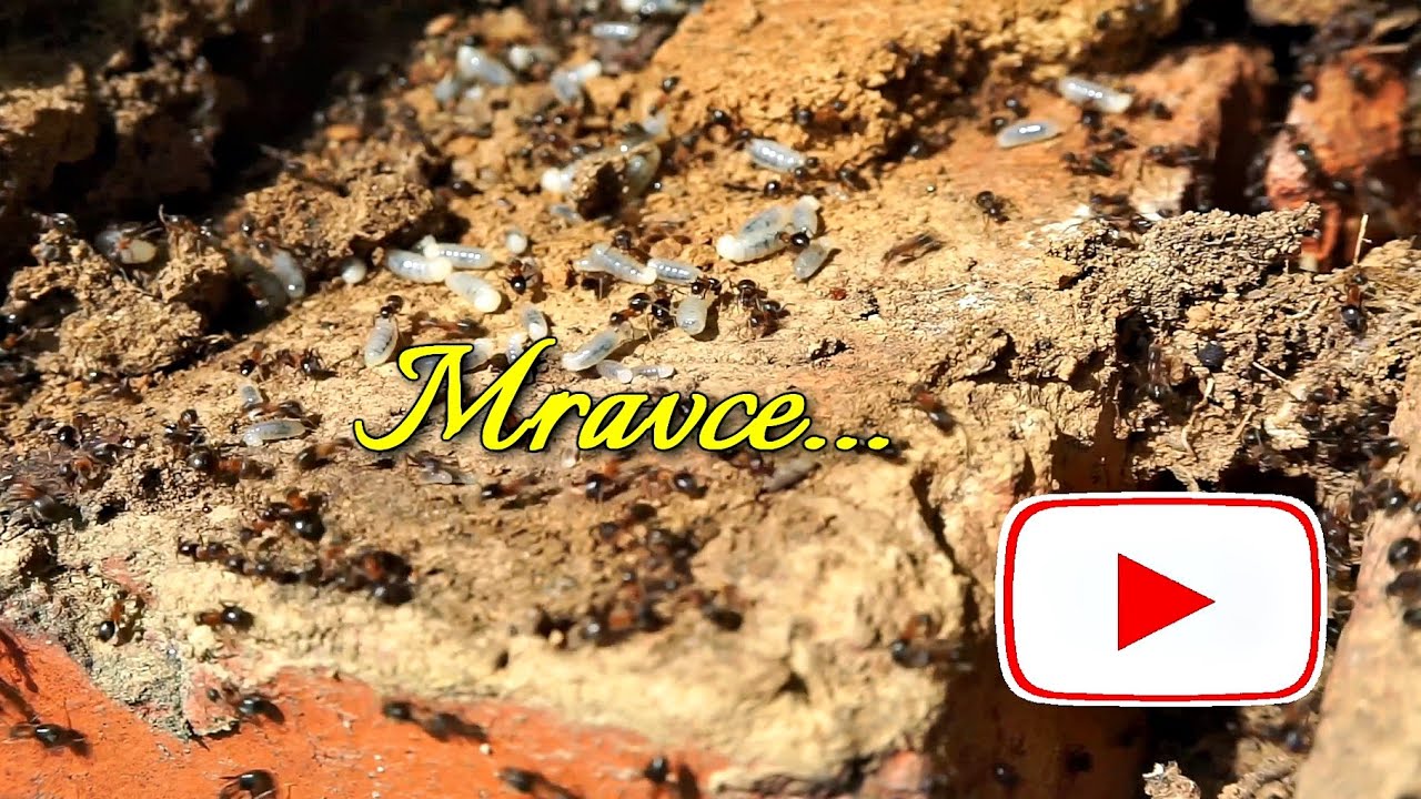 Mravce... - YouTube