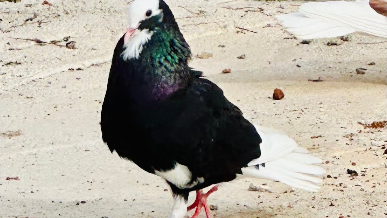 KARAKETE KARDEŞLER ANTALYA DÖNEK GÜVERCİNLERİ.dönek pigeons dunek ...