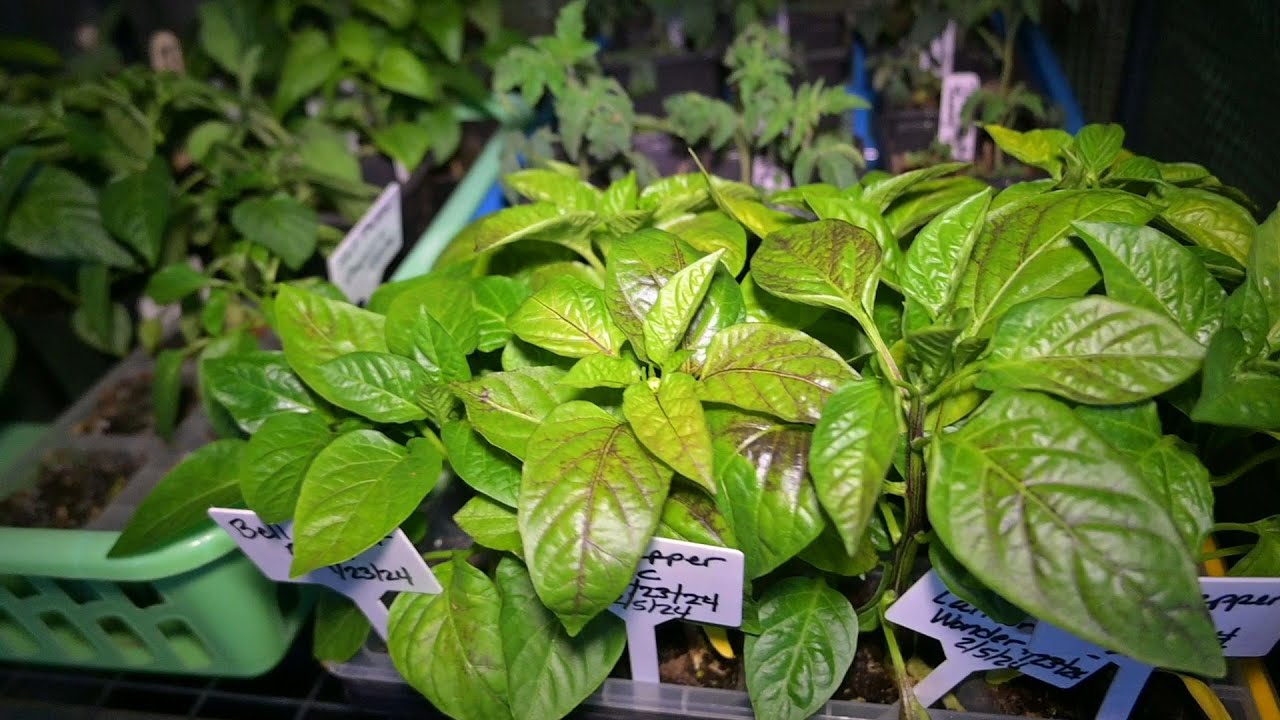 Up potting plants and hardening off plants - YouTube