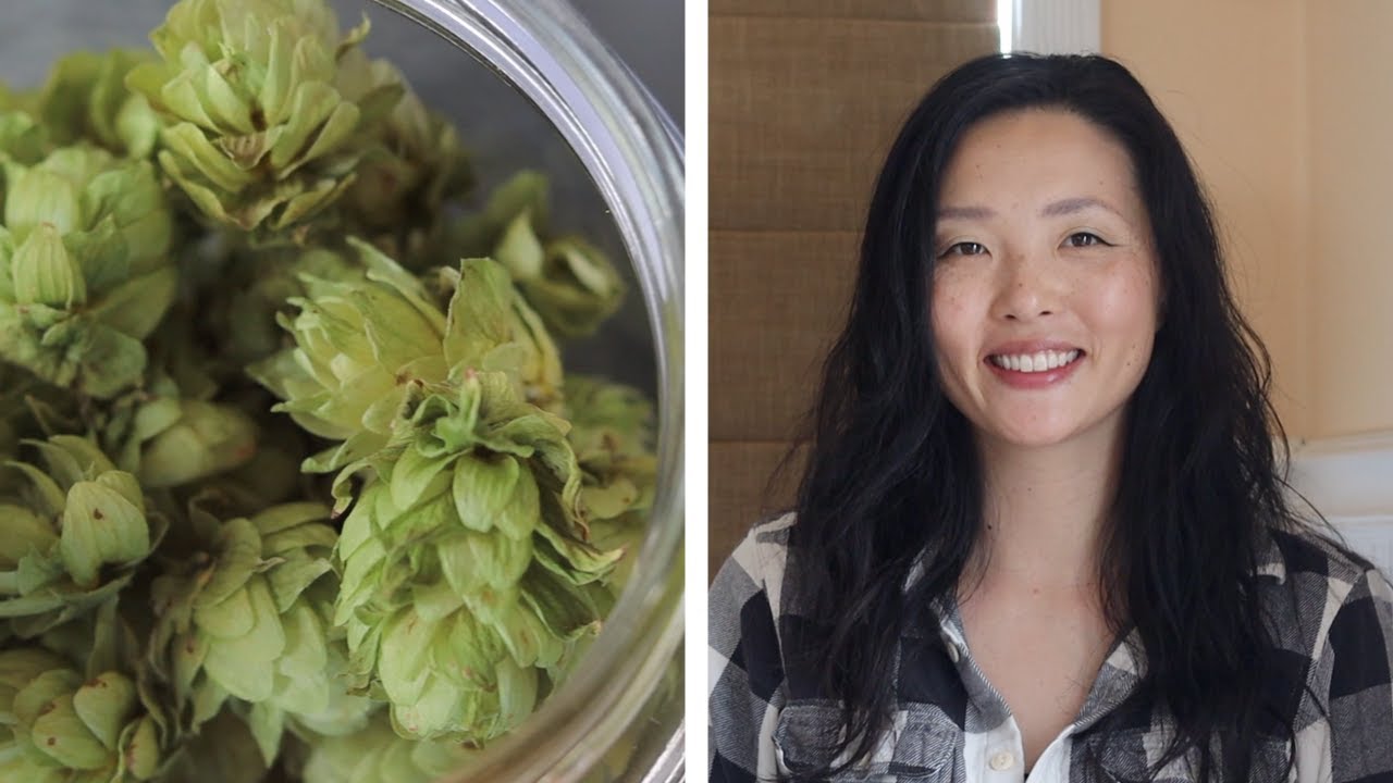 How to Harvest and Dry Hops | No Dehydrator Method! - YouTube