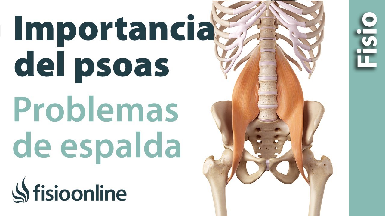Qué es el psoas y cuál es su importancia en los problemas de espalda ...