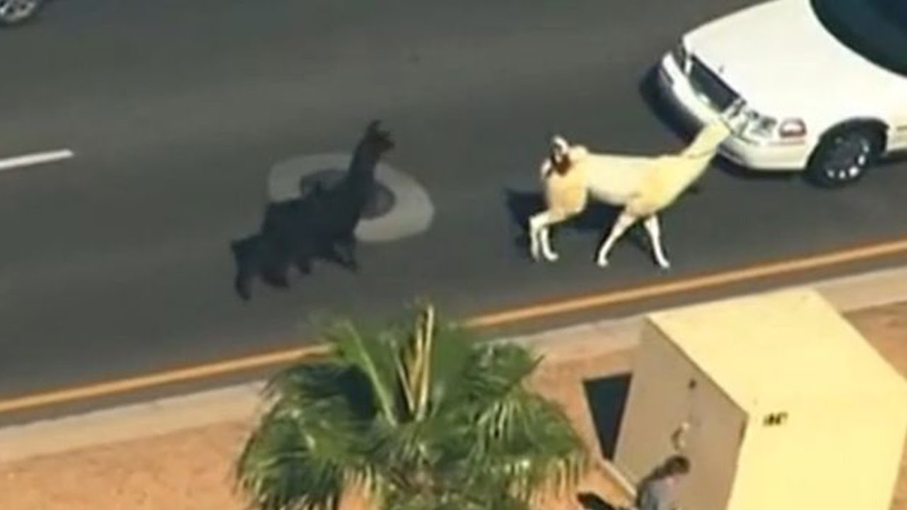 Two Llama's Go On The Run After Escaping The Zoo? - YouTube