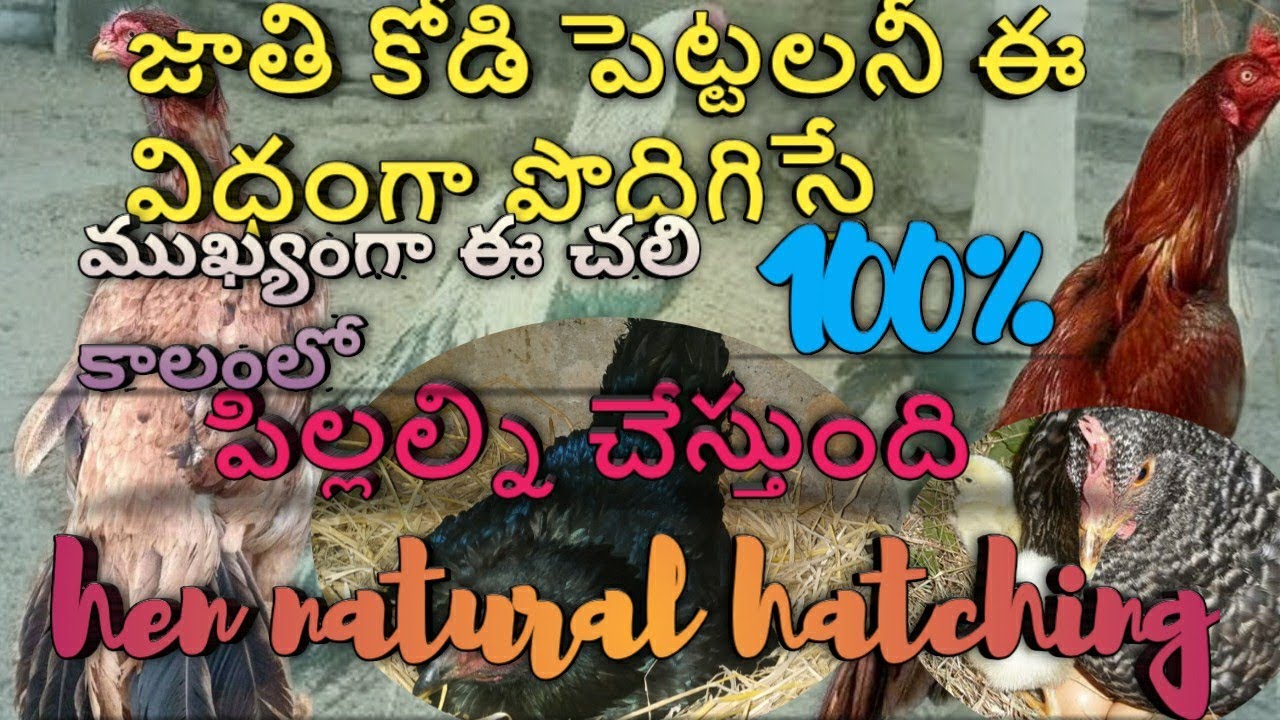 dega Murgi Hen hatching eggs naturally || Hen harvesting eggs to chicks ...