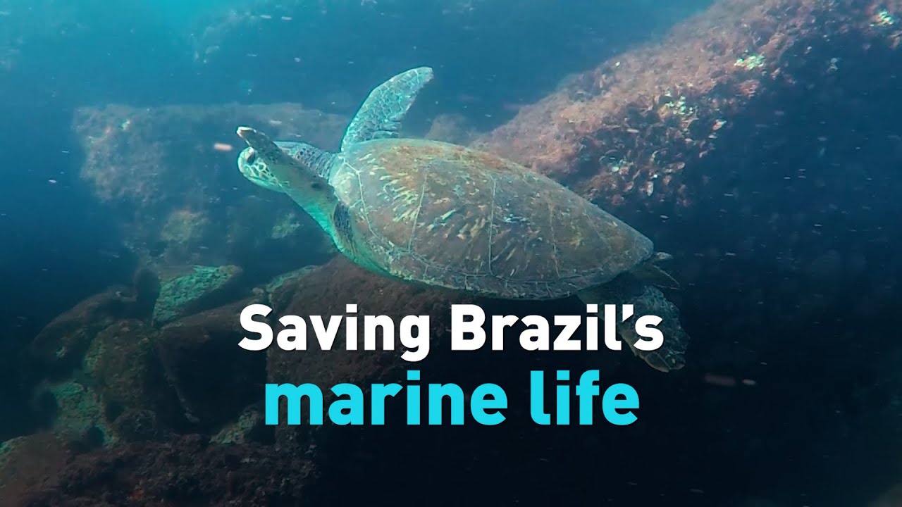 Saving Brazil's marine life - YouTube