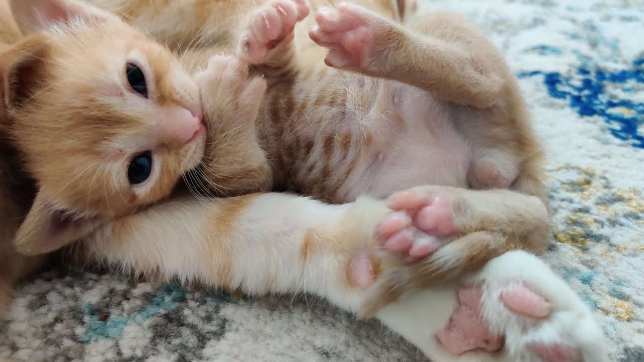 Kittens 2021-04-05 - YouTube