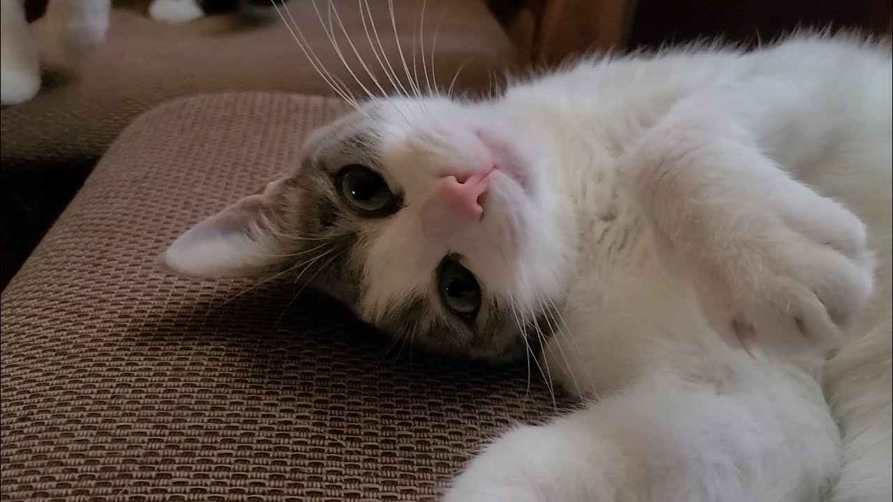 let me clean you honey - YouTube