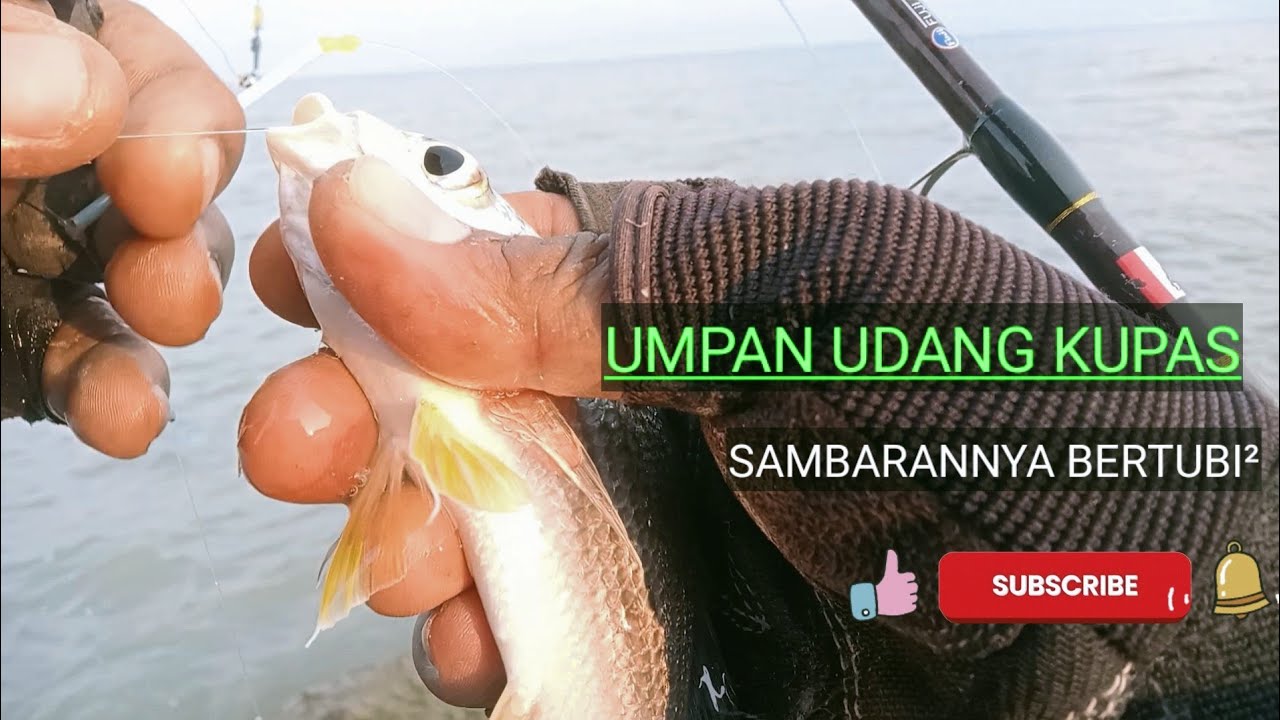 UMPAN TERBAIK MANCING PINGGIRAN LAUT ANTI BONCOS (UDANG KUPAS) - YouTube