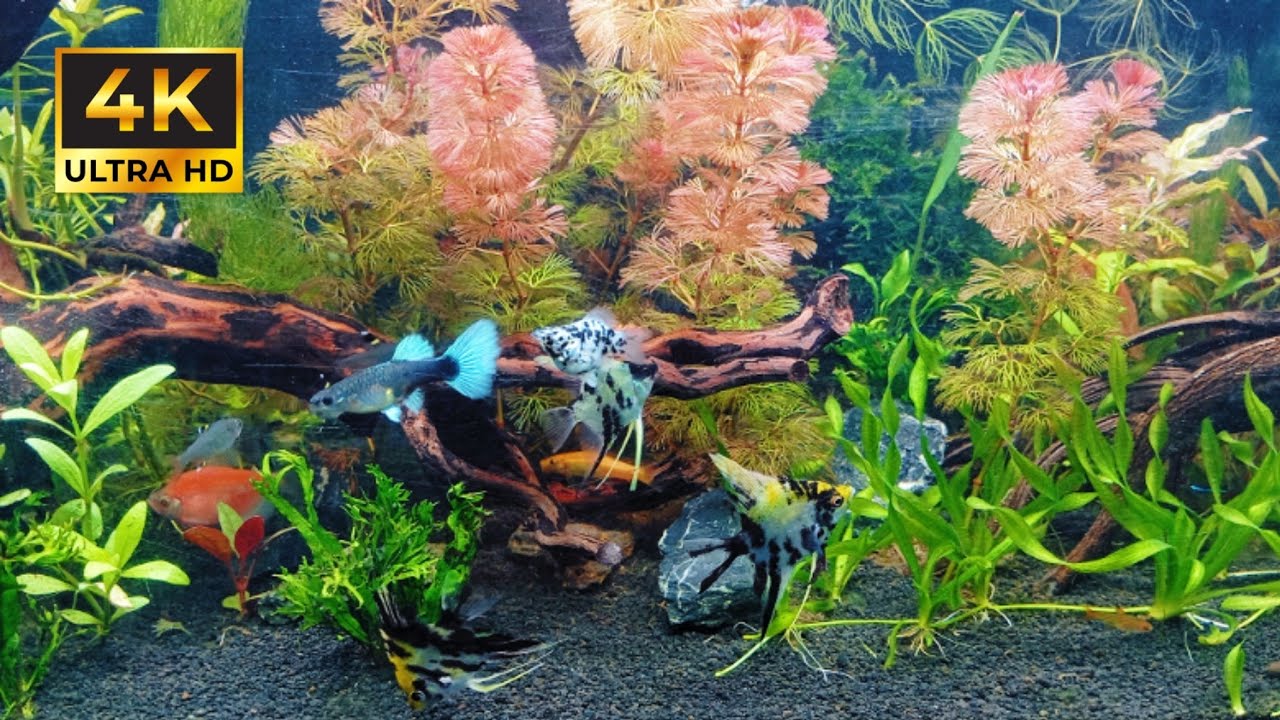 1 Hour Relaxing Aquarium 🐠 Calming Fish Tank for Sleep & Study - YouTube