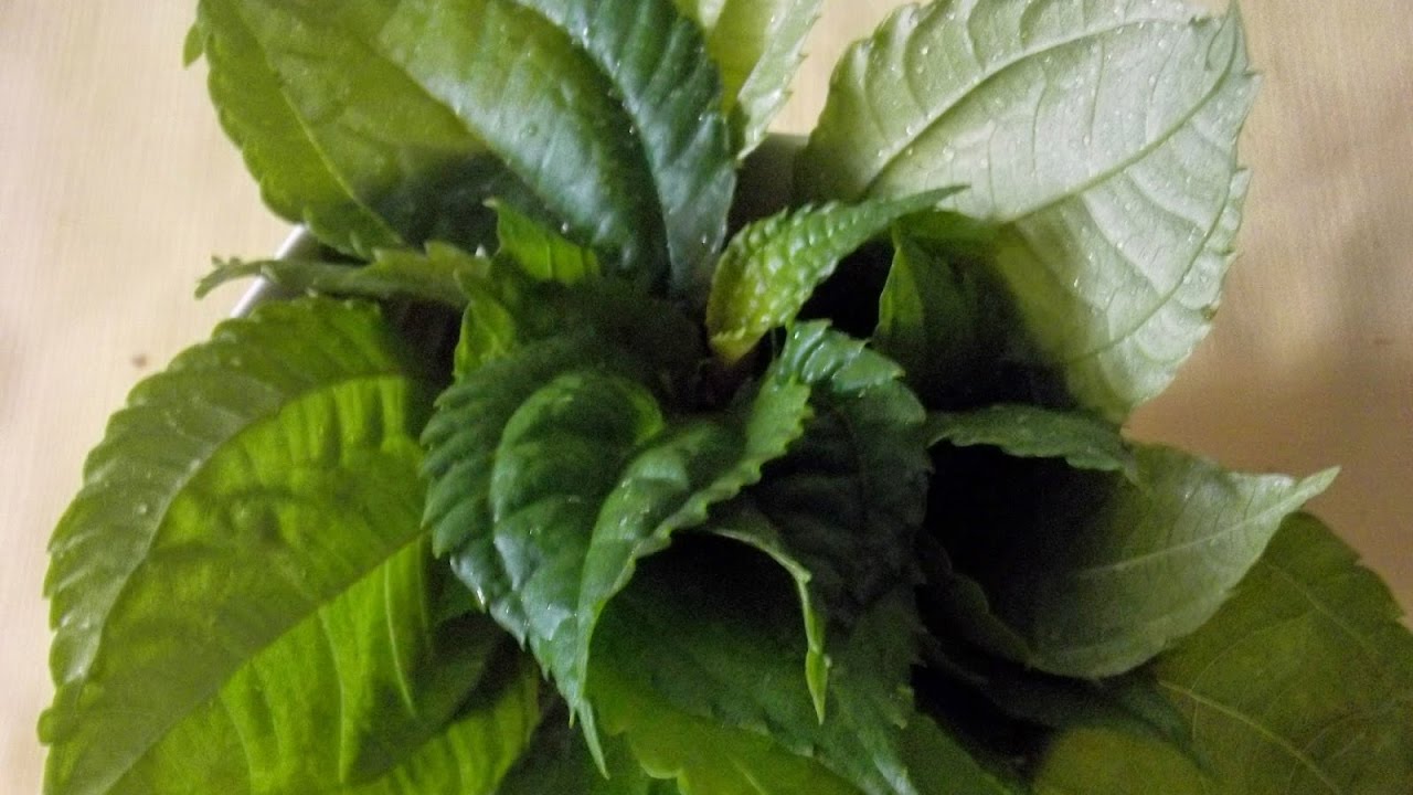 MENAKJUBKAN!! 15 Manfaat dan Khasiat Daun Pohpohan untuk Kesehatan ...