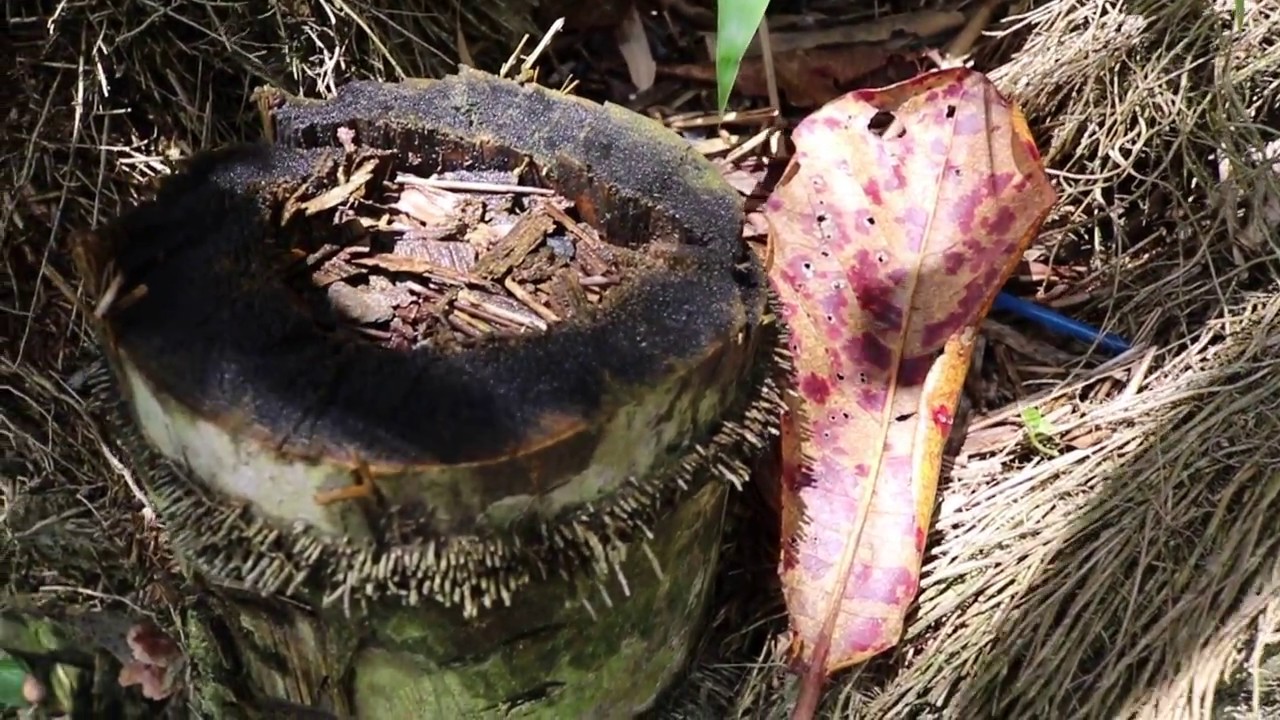 Bambu petung Dendrocalamus asper - YouTube