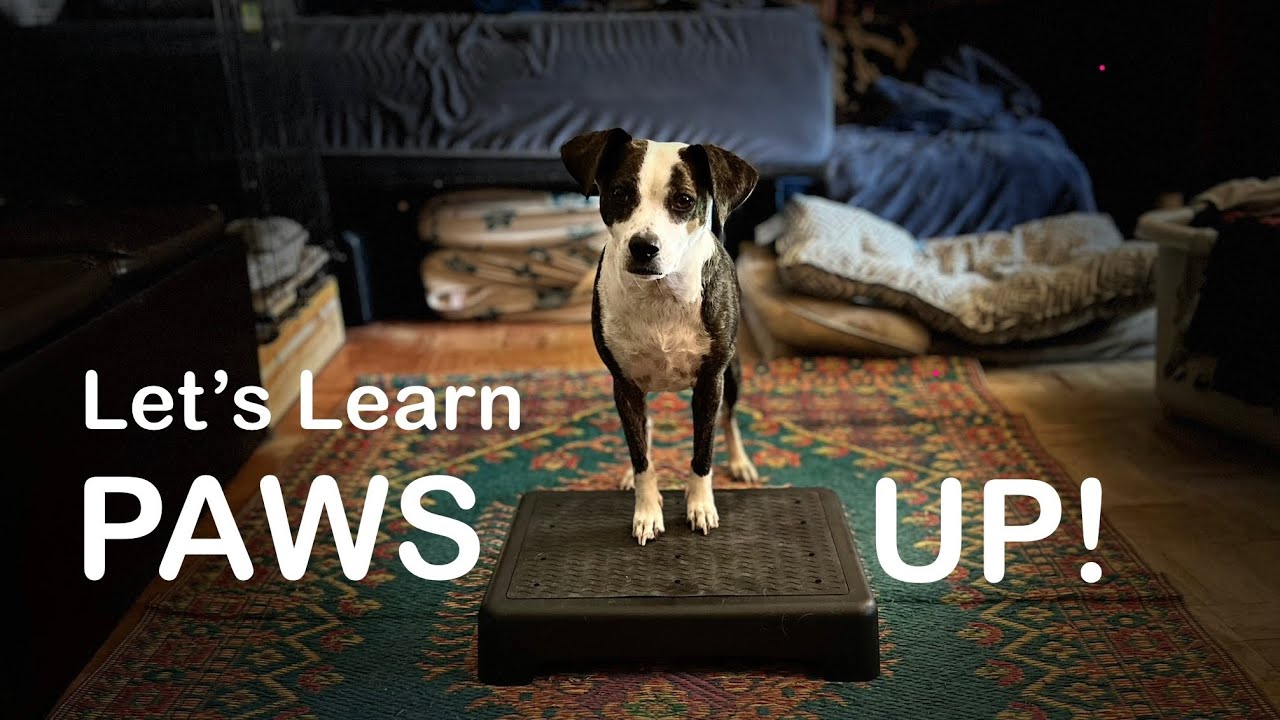 Let’s Learn: Paws Up, an AKC Trick Dog Trick - YouTube