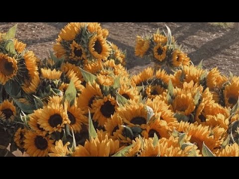 ”LET HIM COOK 2” | Subliminal | 🇻🇳 | Vera Hilary - YouTube