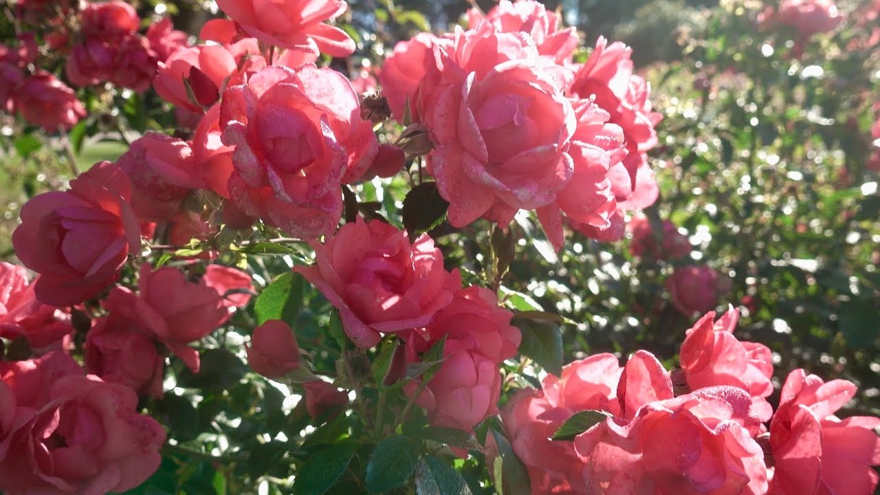 Roses & Dahlias on a Misty Morning 🌹🌸 Stanley Park Rose Garden ...