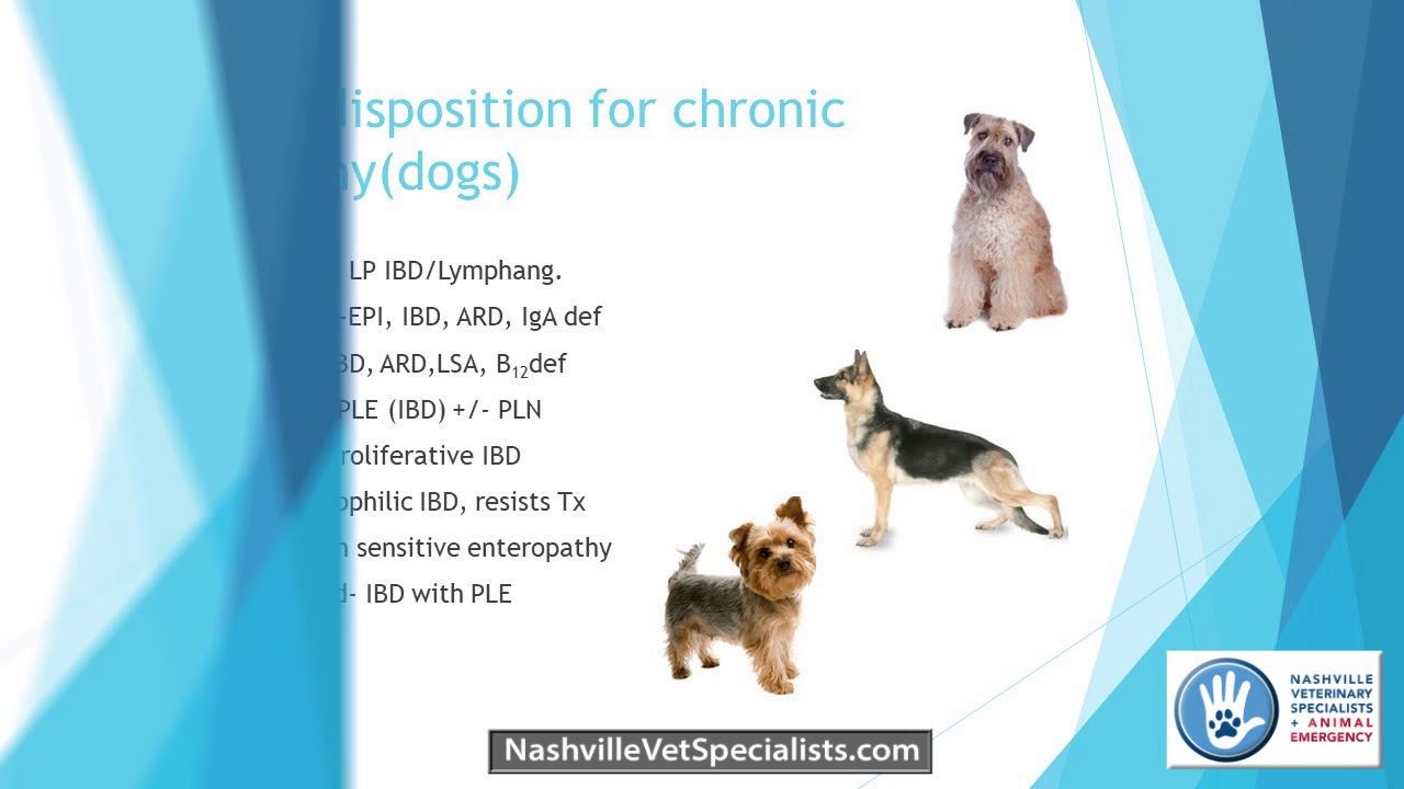 Chronic Enteropathy in Dogs and Cats - YouTube