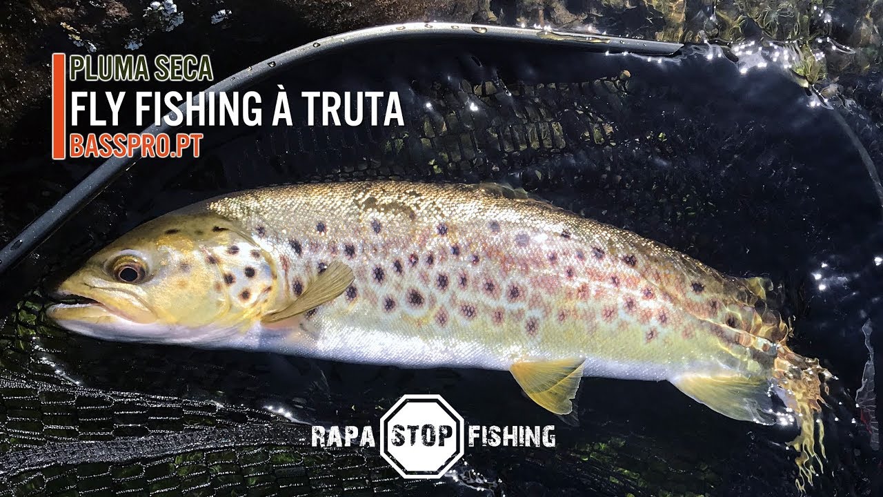 FLY FISHING À TRUTA - PLUMA SECA - TRUTA-FÁRIO - YouTube