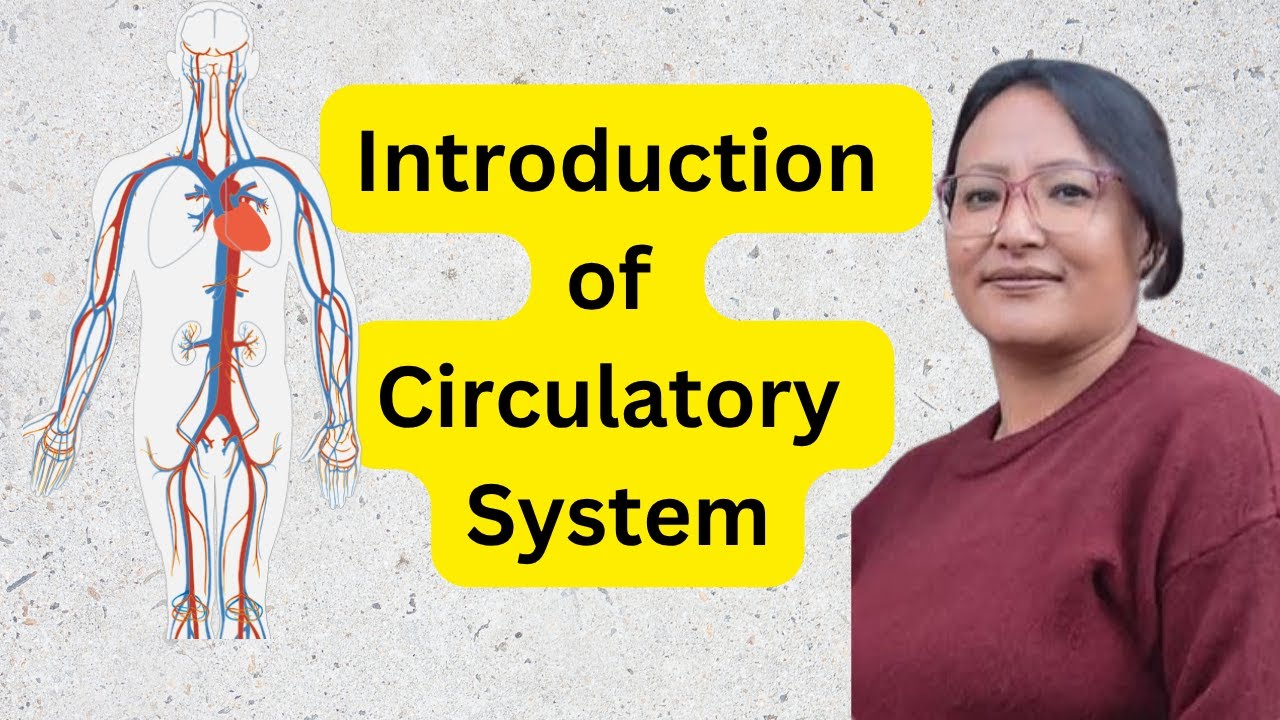 introduction of circulatory system/ anatomy and physiology/ nursing ...