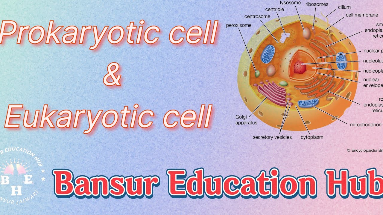 Types of cell , Prokaryotic cell, Eukaryotic cell - YouTube