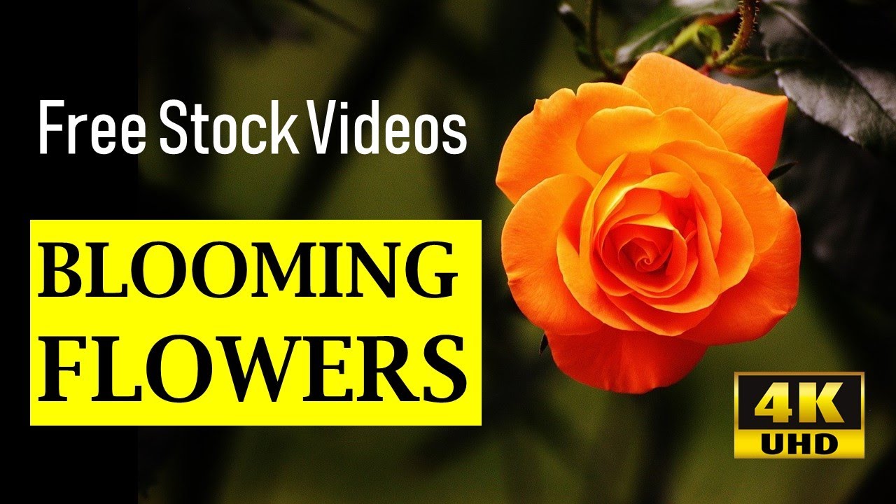 Free Stock Videos Beautiful Blooming Flowers Time Elapse - No Copyright ...