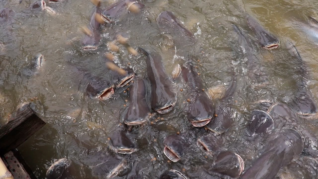 Big Fish a lot of fish in the water, giant fish, fish in the pond - YouTube