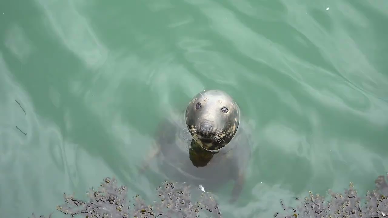 Seals in the Howth harbor | 4k Sony a7III - YouTube