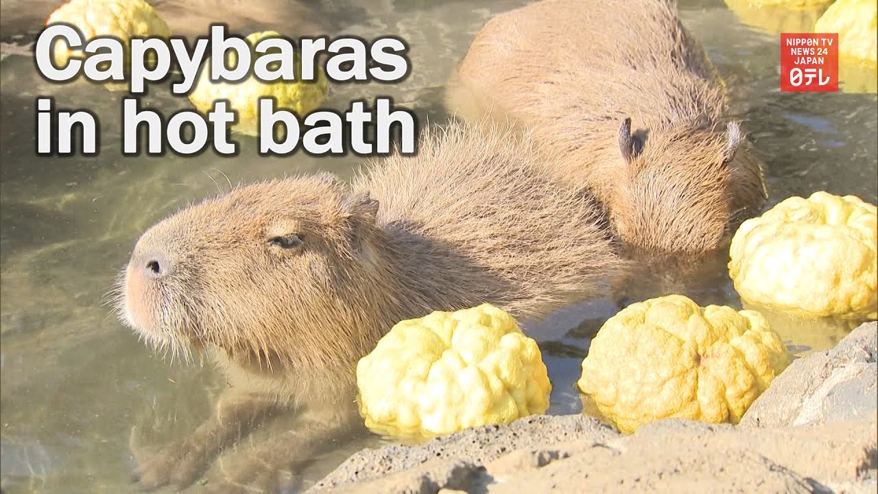 Capybaras enjoy hot bath - YouTube
